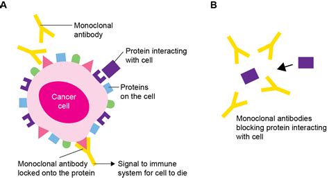 Antibodies Immune System