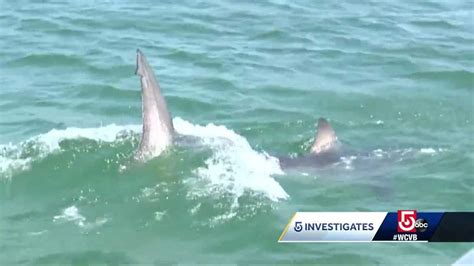 5 Investigates Rise In Shark Population Off Cape Cod Sparks Safety
