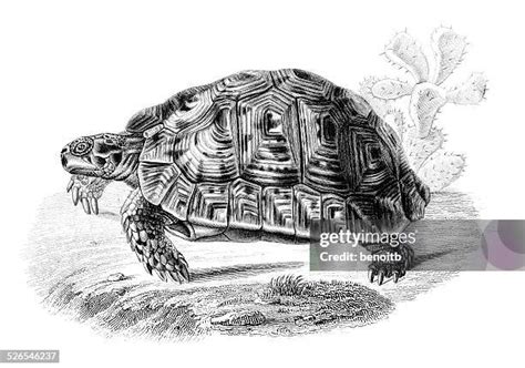 Turtle Line Art Photos And Premium High Res Pictures Getty Images