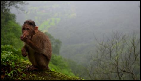 Monkey In Rain Photo India
