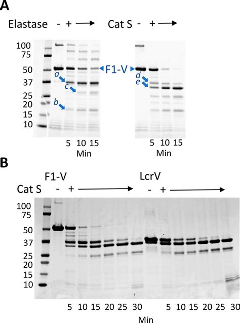 Cd4 T Cell Epitope Prediction By Combined Analysis Of Antigen Conformational Flexibility And