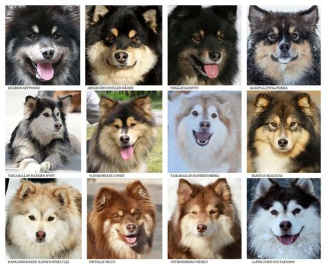 Finnish Lapphund Colors Finnish Lapphund Facts Wisdom Panel™ Dog