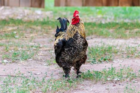 Premium Photo Beautiful Cock On Grass Background