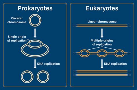 Prokaryotic Reproduction