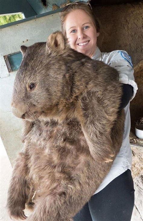 Absolute Unit R Absoluteunits