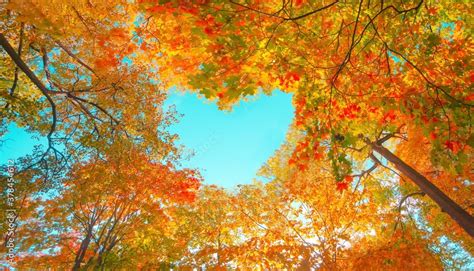 Autumn Forest Background Vibrant Color Tree Red Orange Foliage In