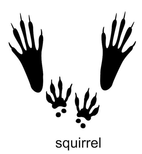 Premium Vector Squirrel Track Squirrel Foot Print Typical Footprints When Hopping