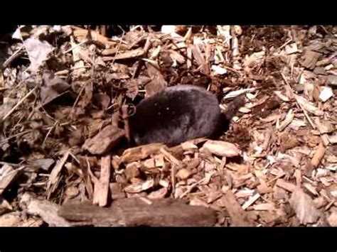 The Taming Of The Hairy Tailed Mole Parascalops Breweri Youtube
