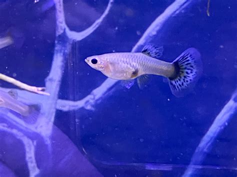 Assorted Guppy Female Fancy Fishes