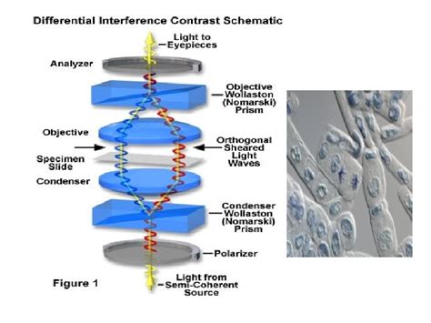Atomic Force Microscopy Confocal Microscopy Differential Interference Contrast