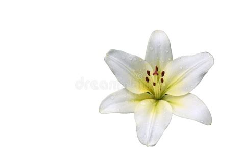 La Flor Del Blanco De Lilia Aislada En Un Fondo Blanco Imagen De Archivo Imagen De Planta