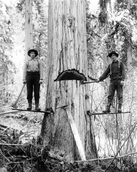 The Old Occupation Of Lumberjack — The French Canadian Genealogist