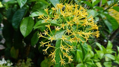 Smell Flowers Stock Image Image Of Prettty Present 12432509