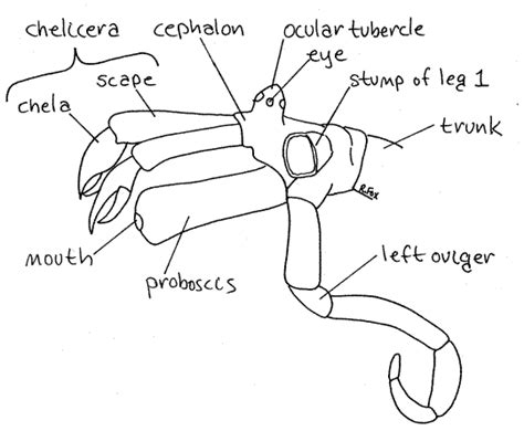 Close Up View Of The Front Portion Of A Sea Spider