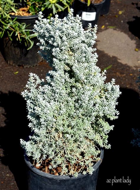 Eremophila Glabra Mingenew Outback Sunrise Emu Archives Desert