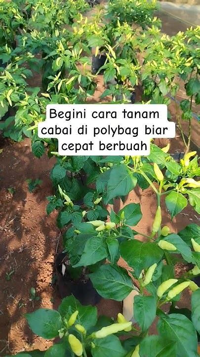 Cara Tanam Cabai Di Polybag Agar Subur Dan Cepat Berbuah Youtube