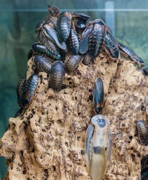 Pest Control Services Proficient Pest