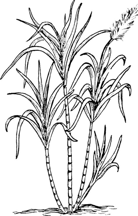Coloriage Canne à Sucre Gratuit à Imprimer Img 16024