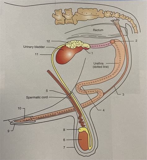 Male Reproductive Tract Diagram Quizlet Male Reproductive Tract Diagram Quizlet