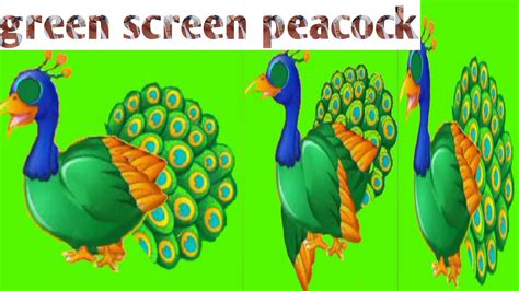 Green Screen Peacockgreenscreen Video Youtube