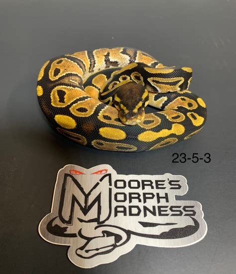 Normal Ball Python By Moores Morph Madness