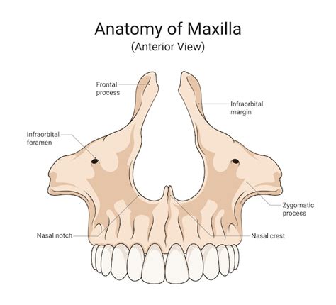 Anatomia Maxilar