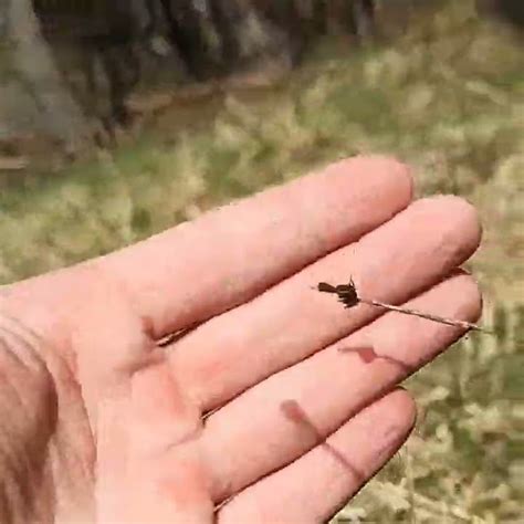 Erkės Lietuva Erkės Youtube