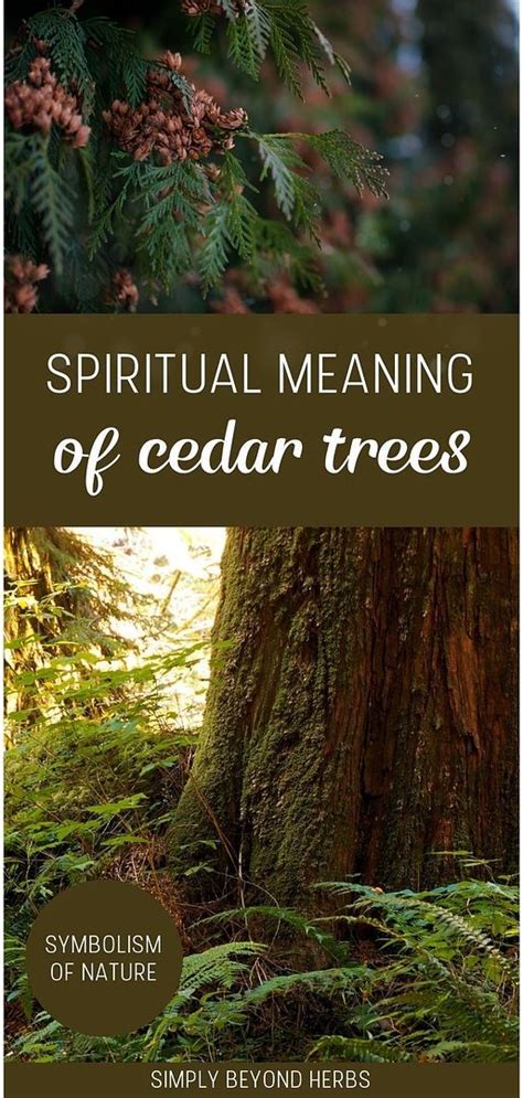 Cedar Tree Symbolism Symbolism And Meaning Of Nature Cedar Trees Tree