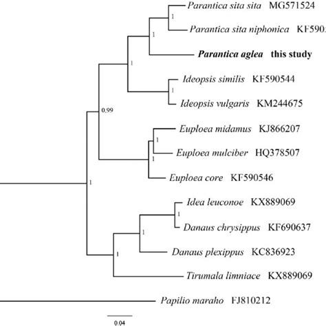phylogenetic tree obtained from bayesian inference bi analysis based