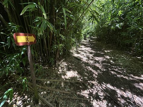 Hiking The Judd Trail And Jackass Ginger Pool On Oʻahu Hawaiʻi — Noahawaii