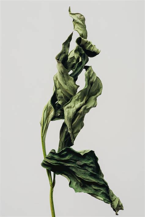 Dried Peony Leaf On Gray Background