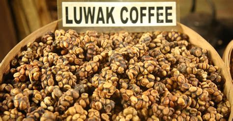 Luwak Coffee Everything You Need To Know