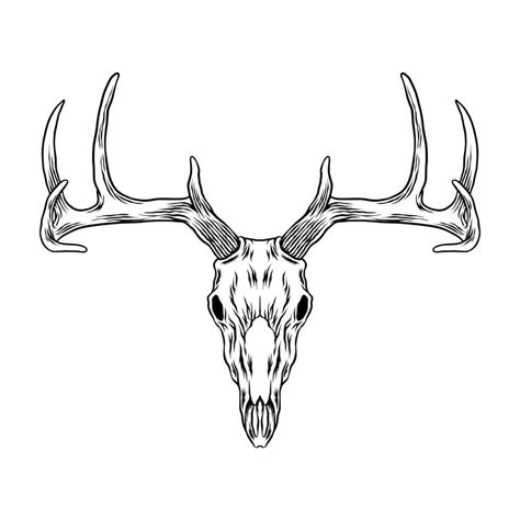 Deer Head Skull Vector Art 12618811 Vector Art At Vecteezy