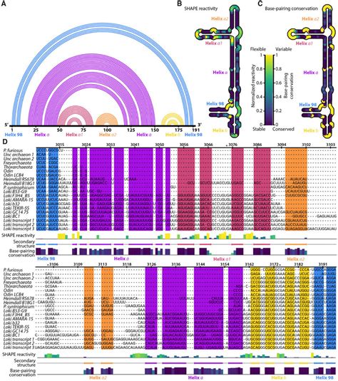 Secondary Structure Of Lokiarchaeota B5 Es39 From Experiment And Download Scientific Diagram