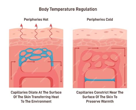 Premium Vector Body Temperature Regulation Process Control Of Human