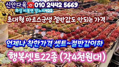 행복셋트22종초대형마르스군생 초특가에선물 골든트로피버건디 레드탄군생 블랙파이어 매직쨈골드철화 제이드핑크등succulents
