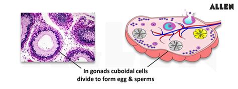 Epithelial Tissue Definition Classification Modifications