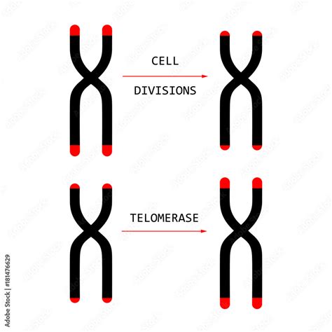Telomere End Of Chromosome Stock Vector Adobe Stock
