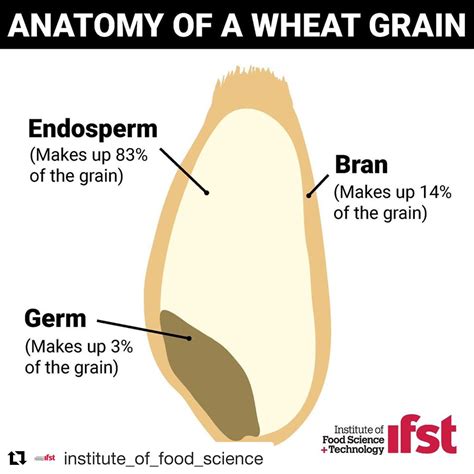 Whole Wheat Anatomy Healthy Whole Grains