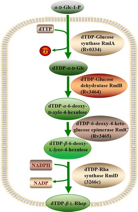 Dtdp L Rhamnose Pathway Download Scientific Diagram