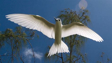 White Terns Nwf Ranger Rick