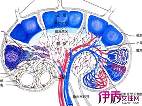 淋巴结有4一5cm正常吗淋巴结12cm 04cm正常吗 电影天堂