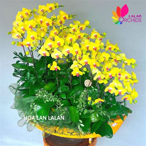 Thuyền Lan Hồ điệp Vàng 20 Cành Thuận Buồm Xuôi Gio Lhd 583