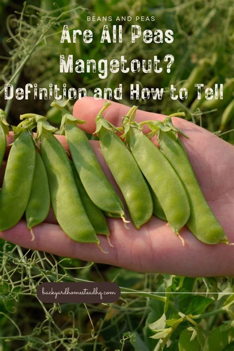 Are All Peas Mangetout Definition And How To Tell Growing Peas Organic Vegetable Garden