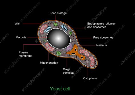 Yeast Cell