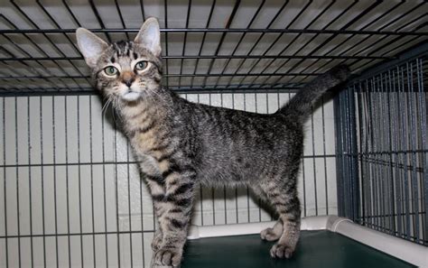 Adopt Nemo Sweet Domestic Short Hair Kitten