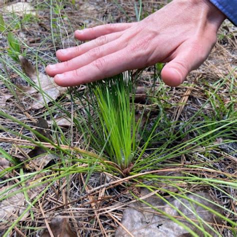 Discovering Longleaf Pines A Conservation Success Story