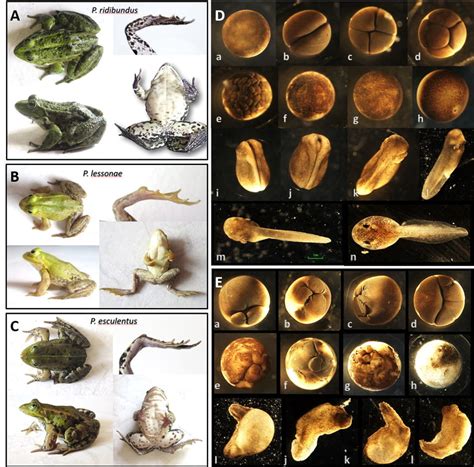 Morphological Variation Shape Of The Metatarsal Tubercle