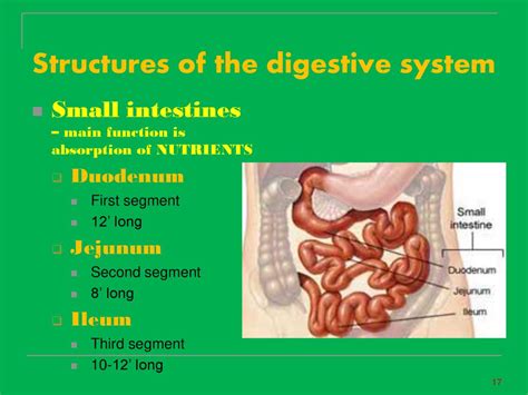 Remember The Structures Of The Digestive System Ppt Download