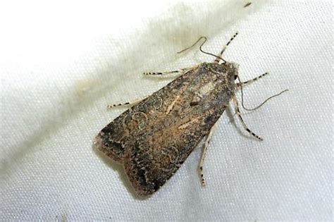 Noctuidae Bugguide Net